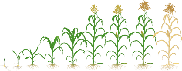 Sampling Protocol – Agronomy 365